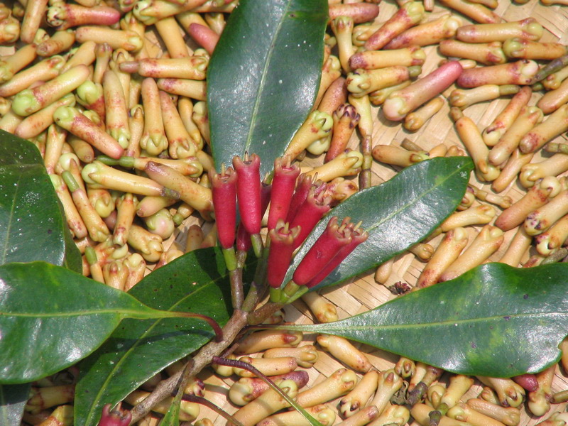 Cloves in Madagascar: Discover the Exotic Spices Origins and Uses