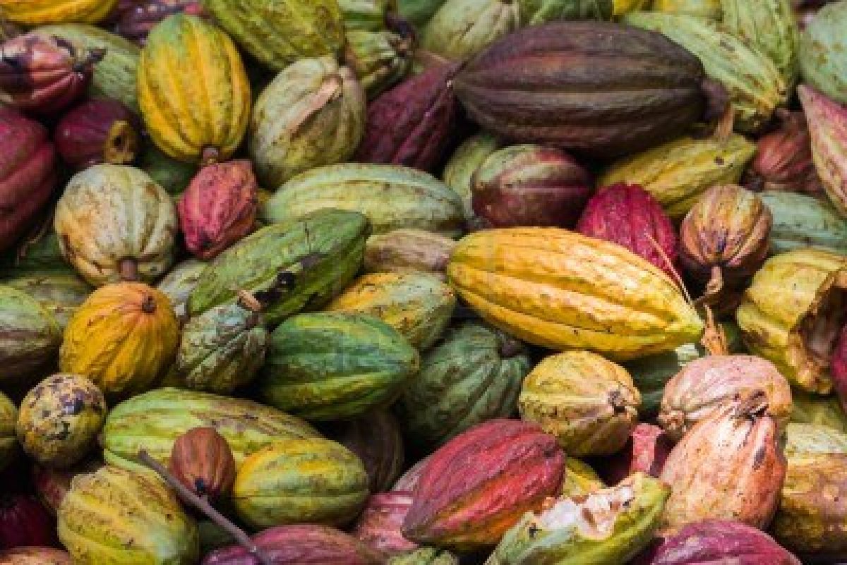 Kakao on Madagascar: Discover the Rich Flavors of Malagasy Chocolate