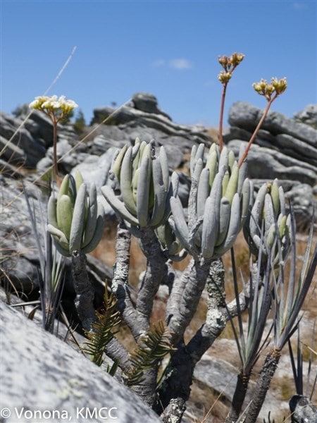 Flora and Traditional Medicines in Madagascar: A Look at Nature's