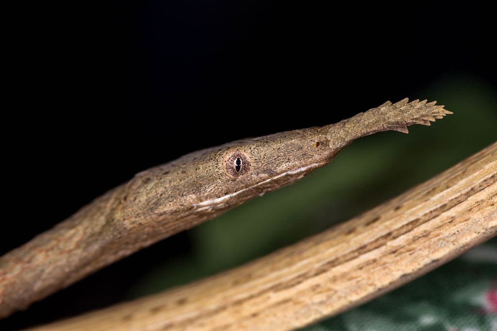 Langaha madagascariensis: The Only Venomous Snake from Madagascar