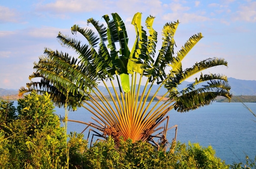 The Travelers Tree - Ravenala madagascariensis: A Guide to Madagascars
