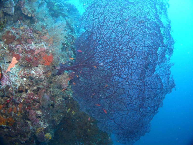 The Diversity of Coral Reefs in Madagascar: A Guide to the Underwater