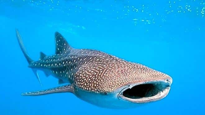 The Surroundings of Toliara (Tulear) from a Tourist Perspective