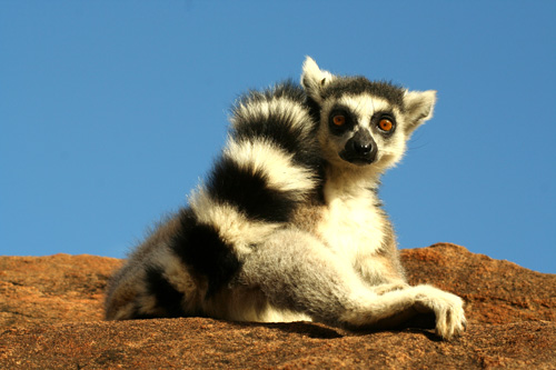 King Julian from Madagascar: Discover the Real Life of Lemurs