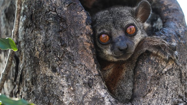 King Julian from Madagascar: Discover the Real Life of Lemurs